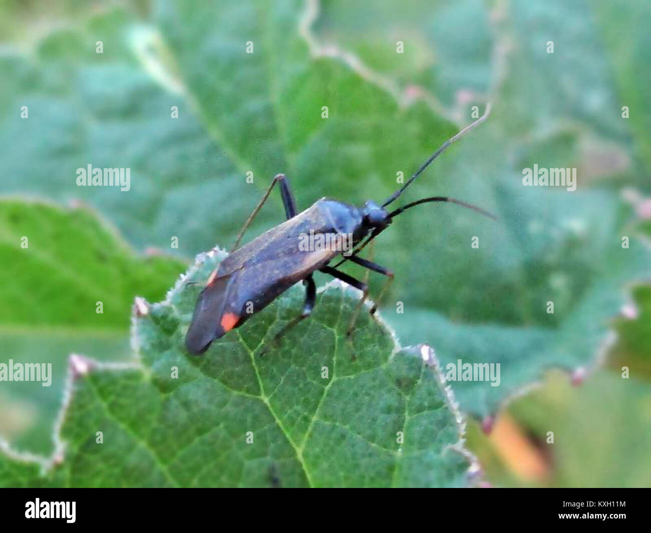 The insect species Adelphocoris seticornis, in the Miridae family of ...
