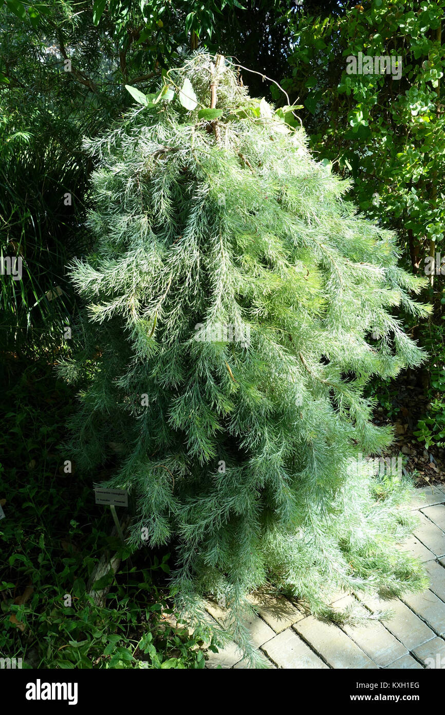 A photograph of Adenanthos cunninghamii, a plant species displayed at ...