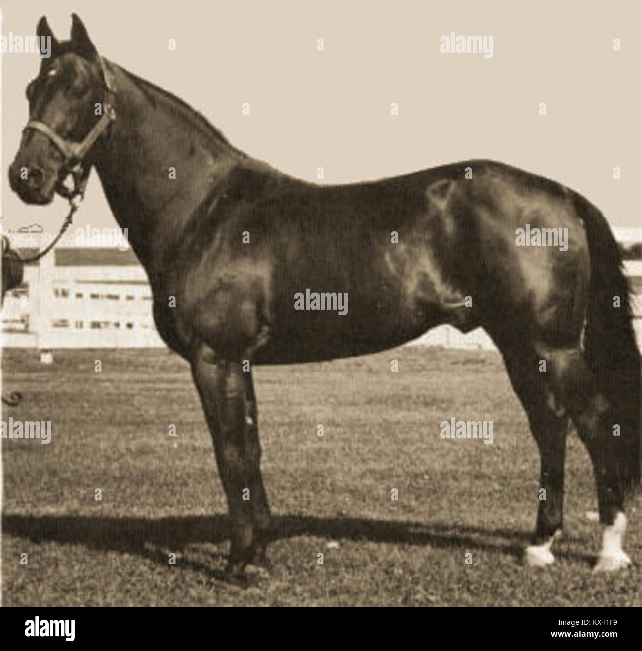 Adios was a renowned Standardbred racehorse, known for his speed and ...