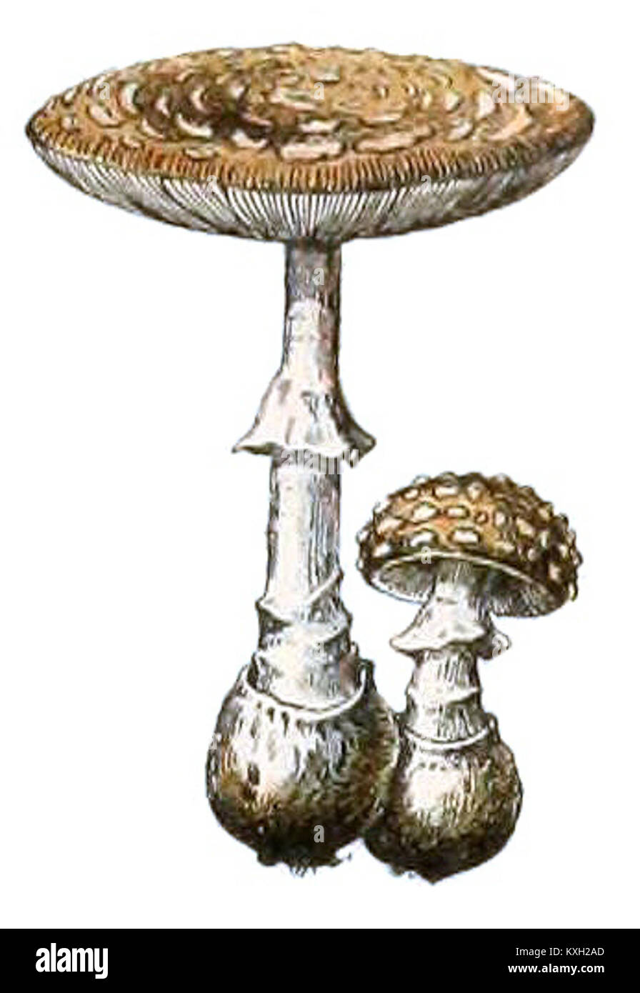This illustration ''Champignons pour tous’’ by Adolphe Philippe Millot ...