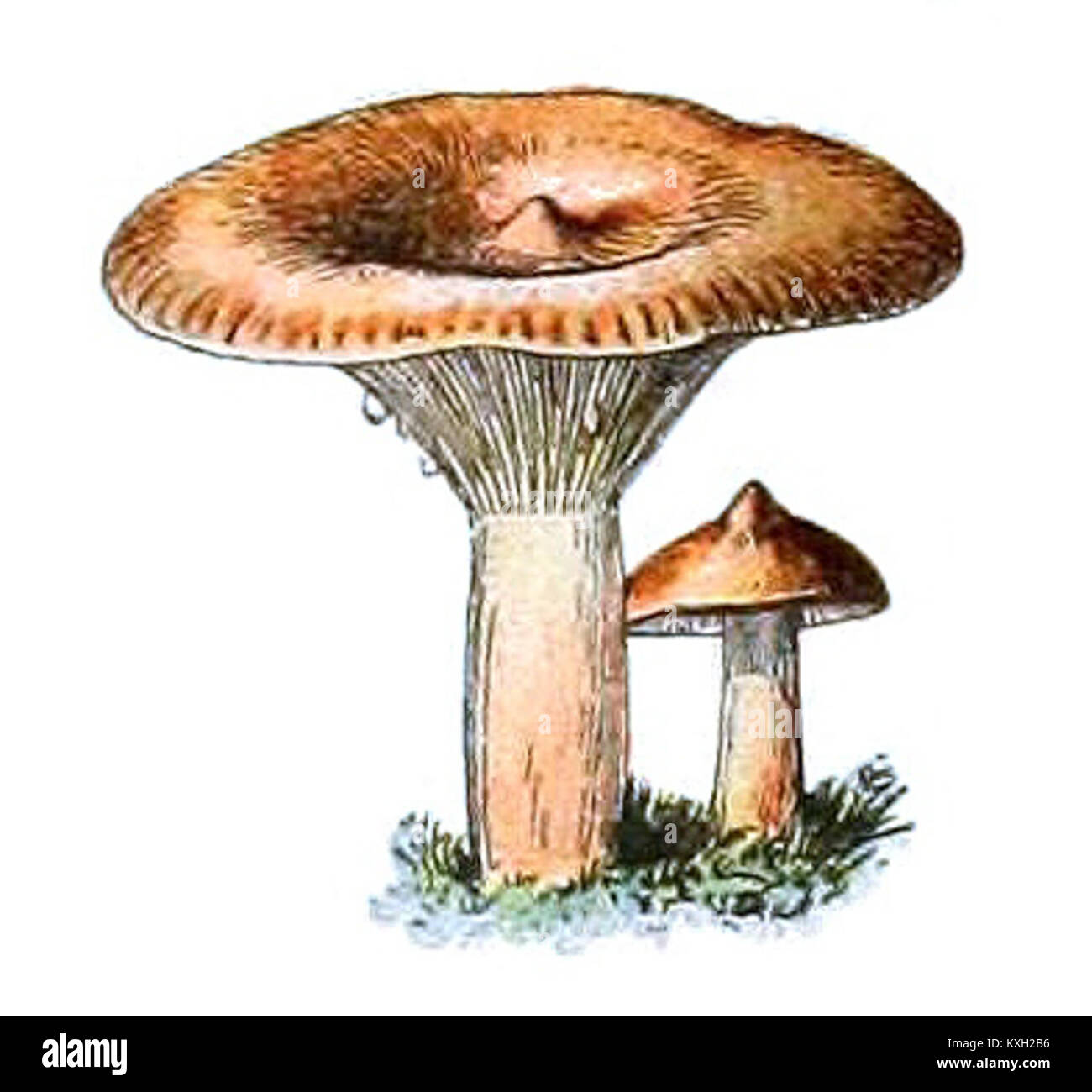 Adolphe Millot’s illustration ‘Champignons pour tous’ depicts various ...