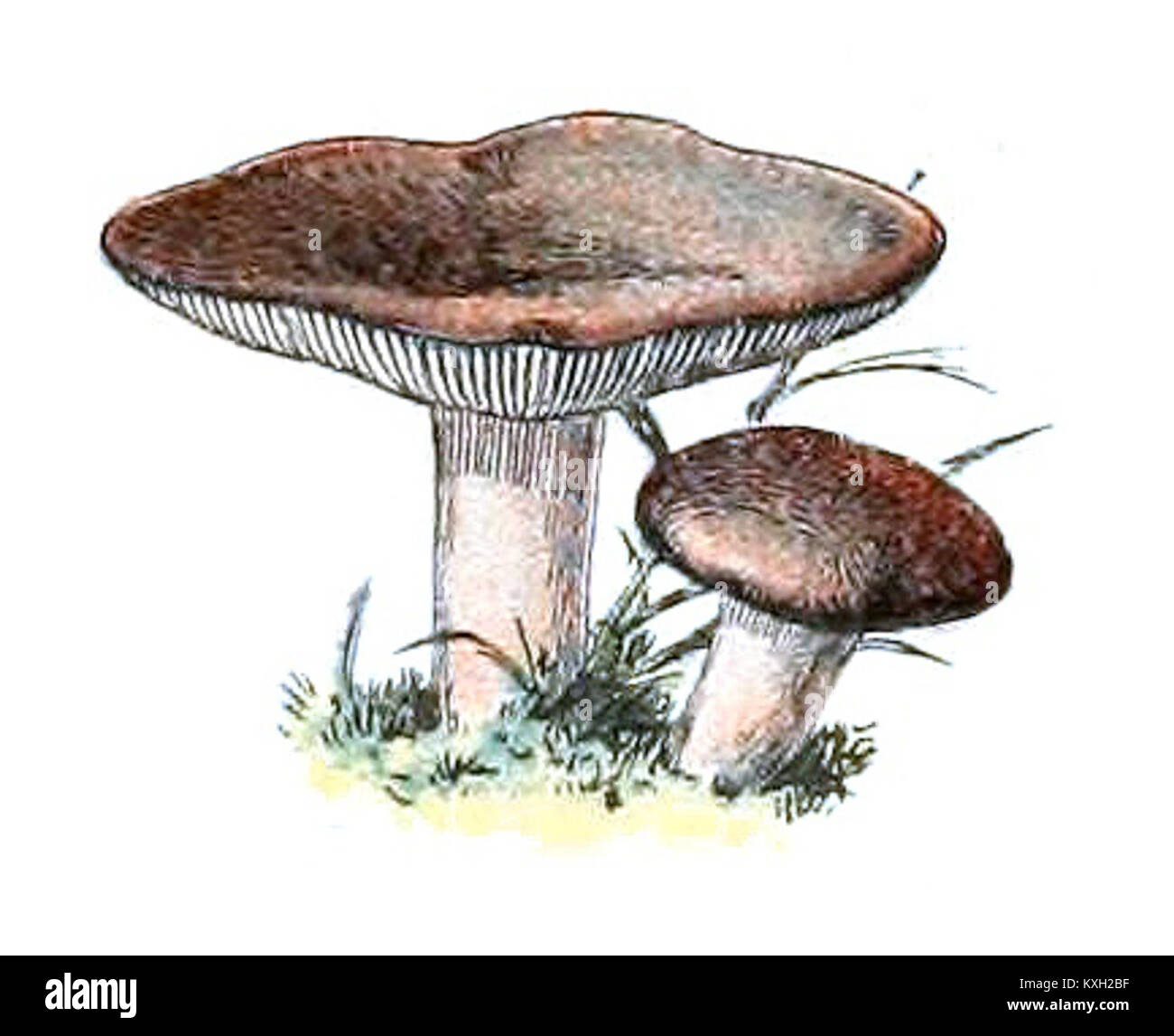 Emphasizing structures Cut Out Stock Images & Pictures - Alamy