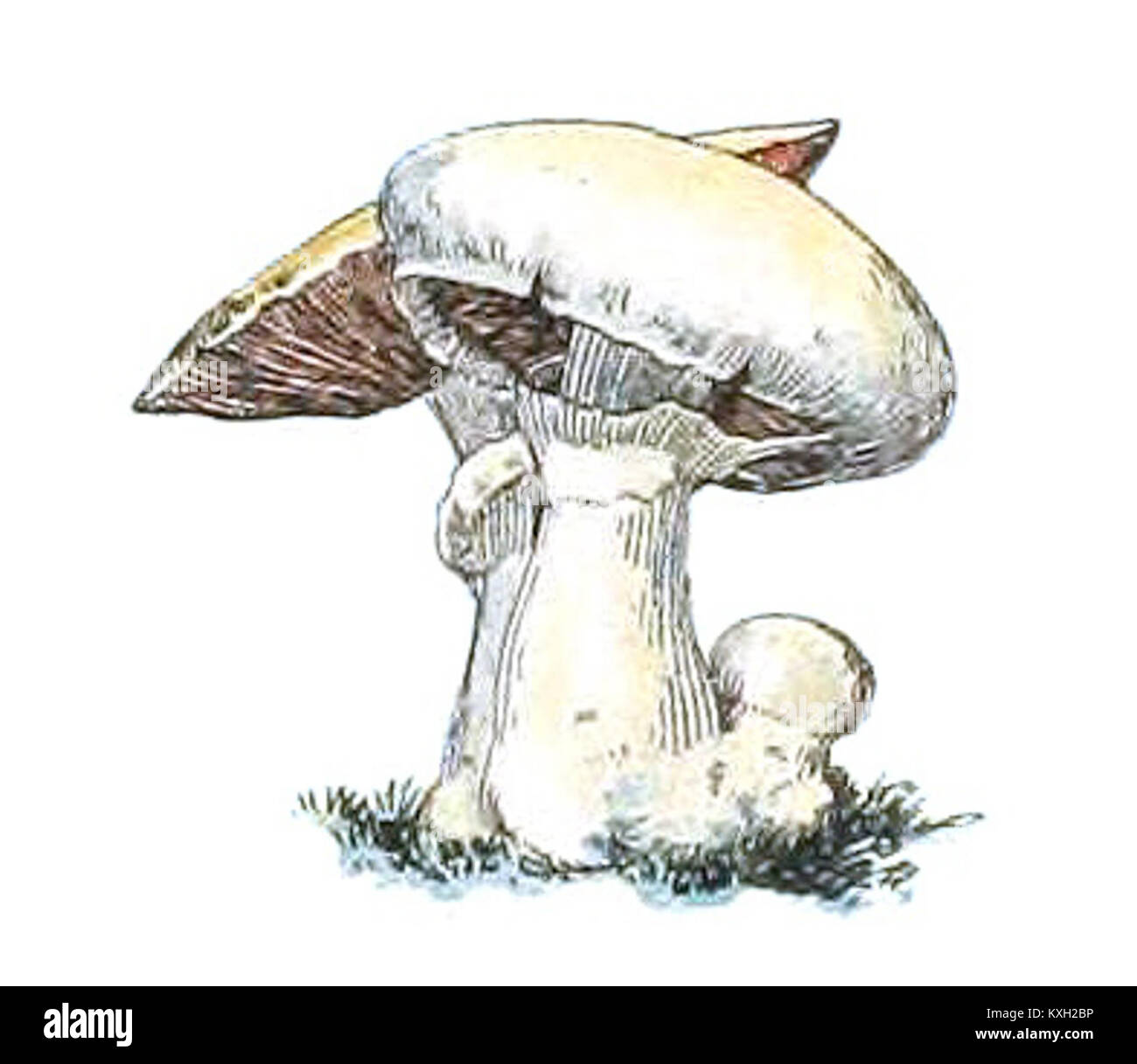 A botanical illustration by Adolphe Millot from Champignons pour tous ...