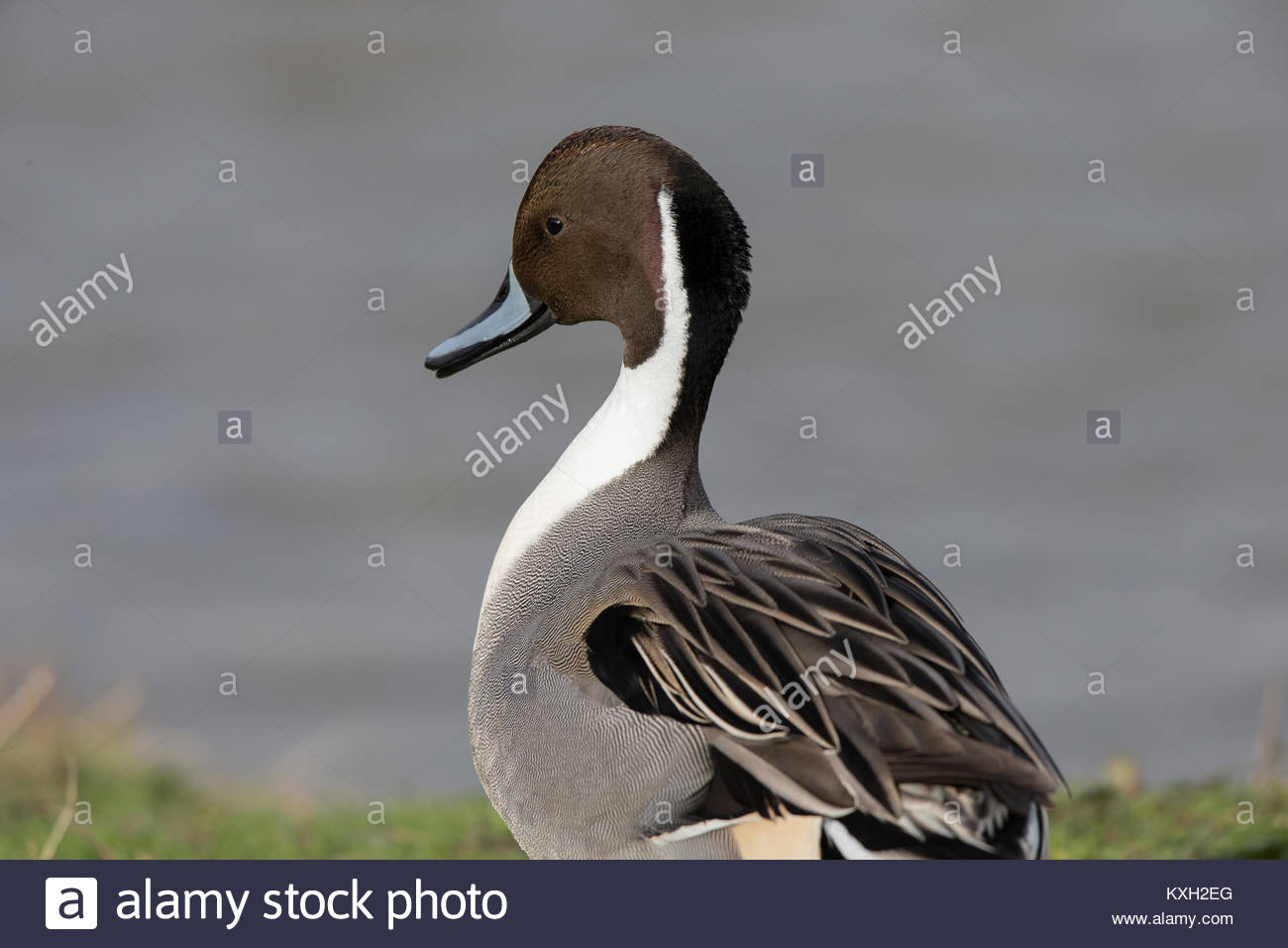 Northern Pintail Duck Stock Photos & Northern Pintail Duck Stock Images ...