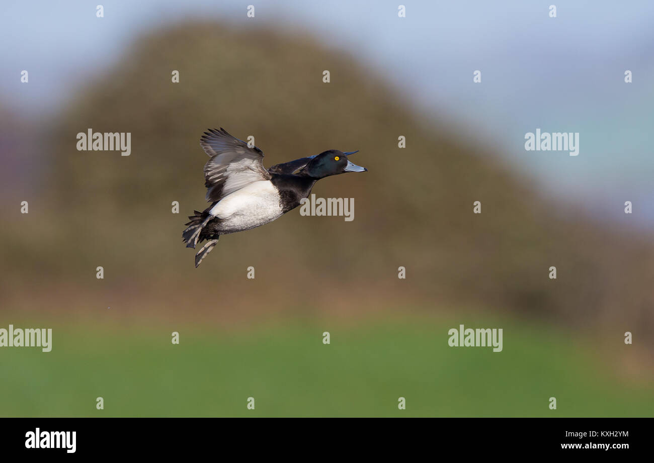 Wild UK tufted drake (Aythya fuligula) isolated in midair flight facing ...