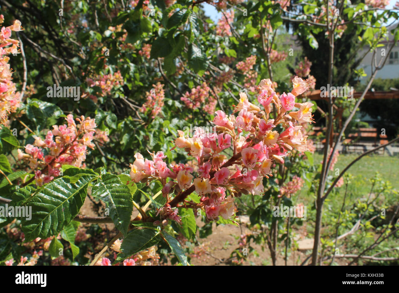 Aesculus carnea red horse hi-res stock photography and images - Alamy