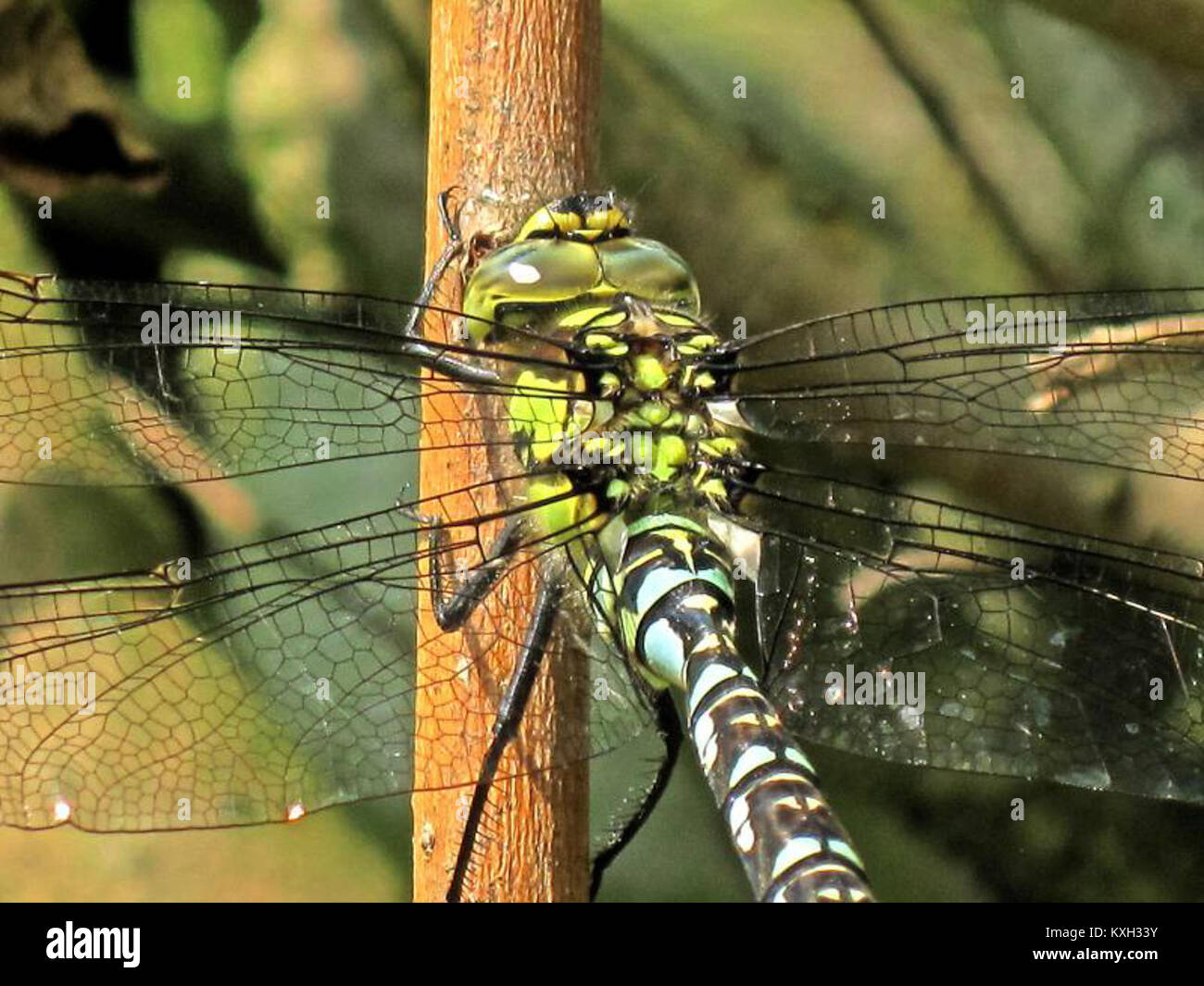 Life cycle of dragonfly hi-res stock photography and images - Alamy