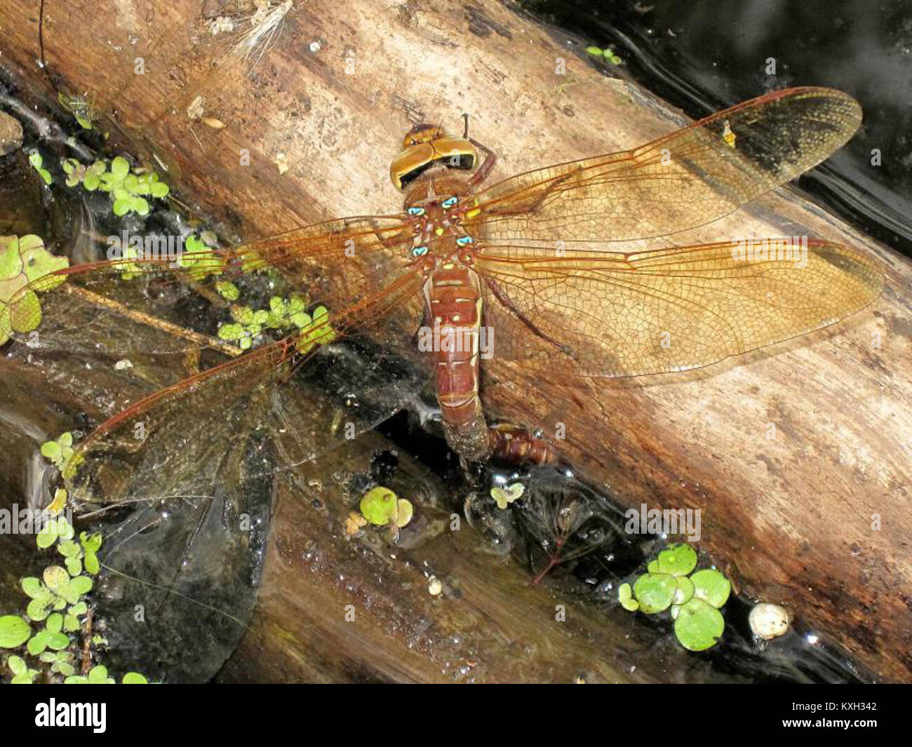 Life cycle of dragonfly hi-res stock photography and images - Alamy