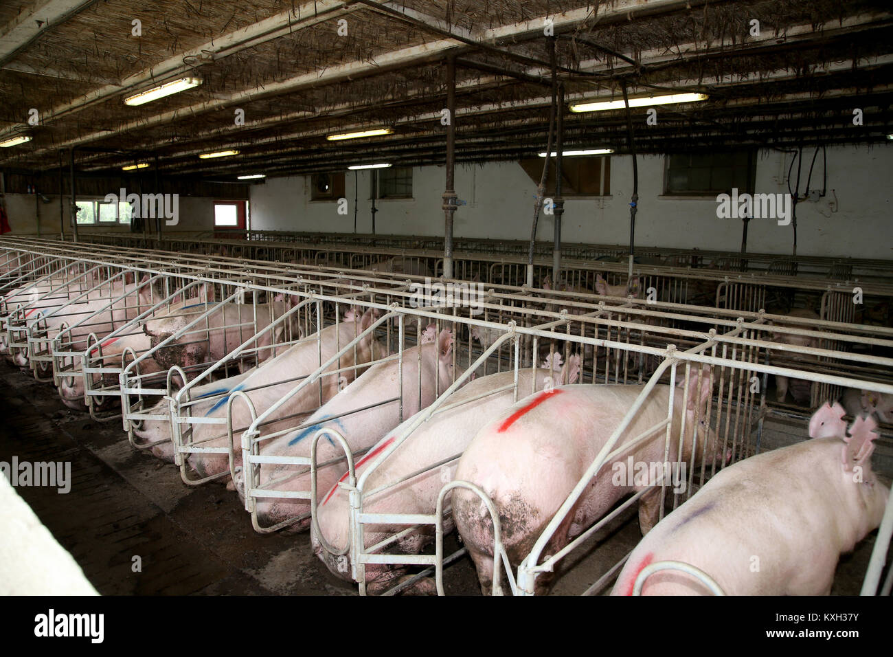Industrial animal farm for pig sows and piglets Stock Photo - Alamy