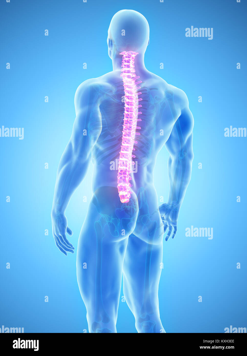 3D illustration of Spine - Part of Human Skeleton Stock Photo - Alamy