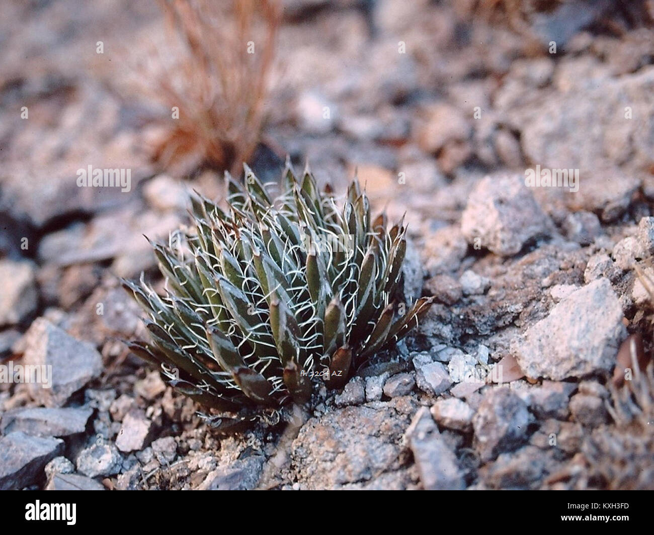Agave parviflora is a species of agave native to southern Arizona ...