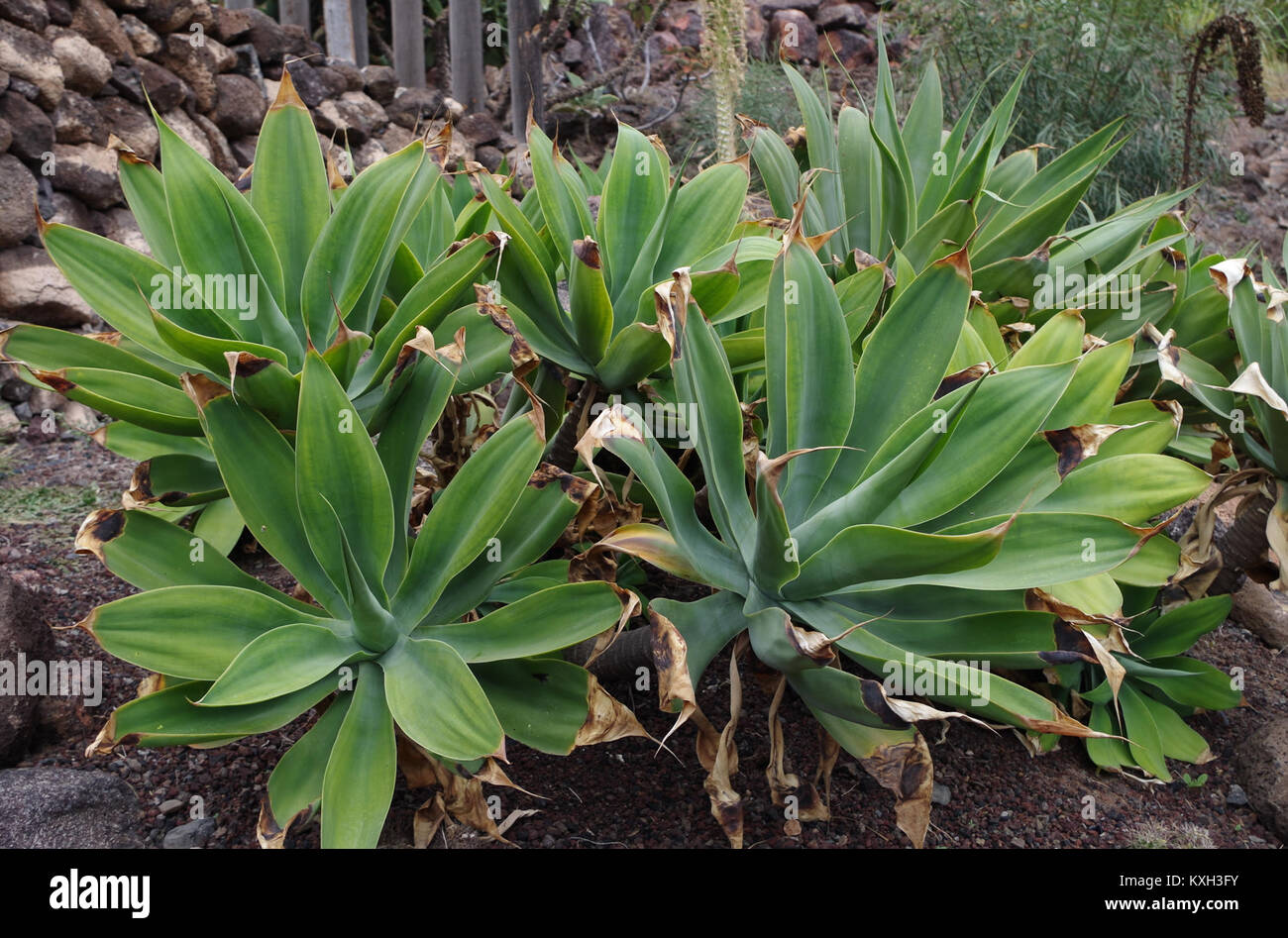 Horticultural oasis hi-res stock photography and images - Alamy