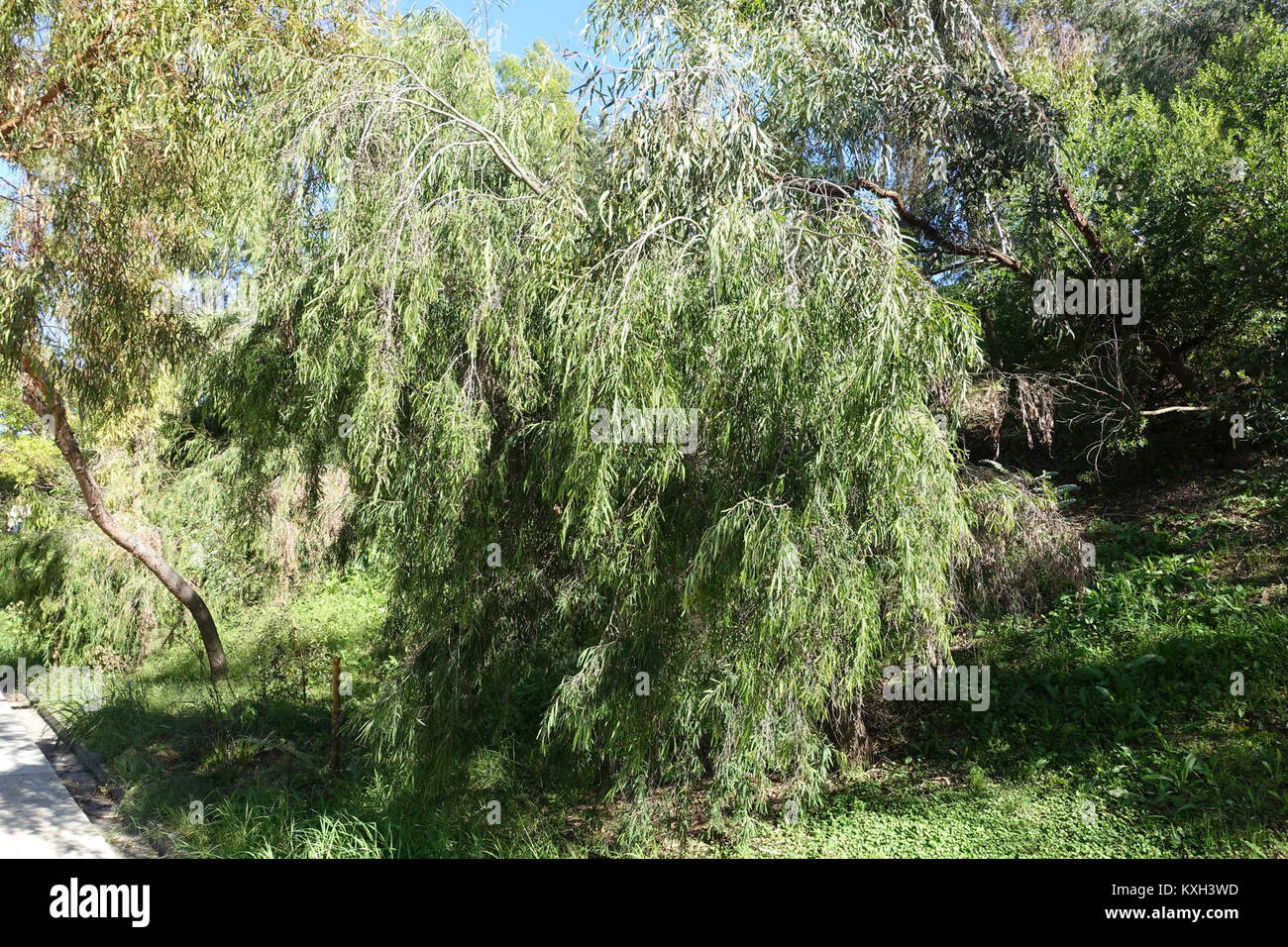 Agonis flexuosa, also known as the Willow Myrtle, is a tree species ...