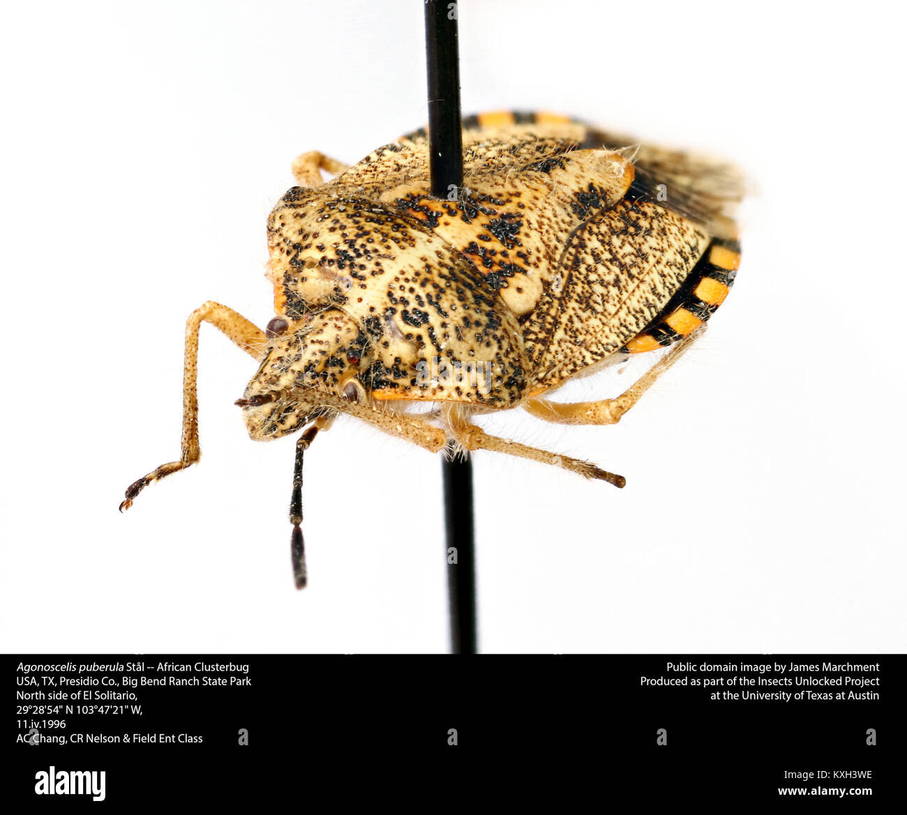 Agonoscelis puberula hi-res stock photography and images - Alamy