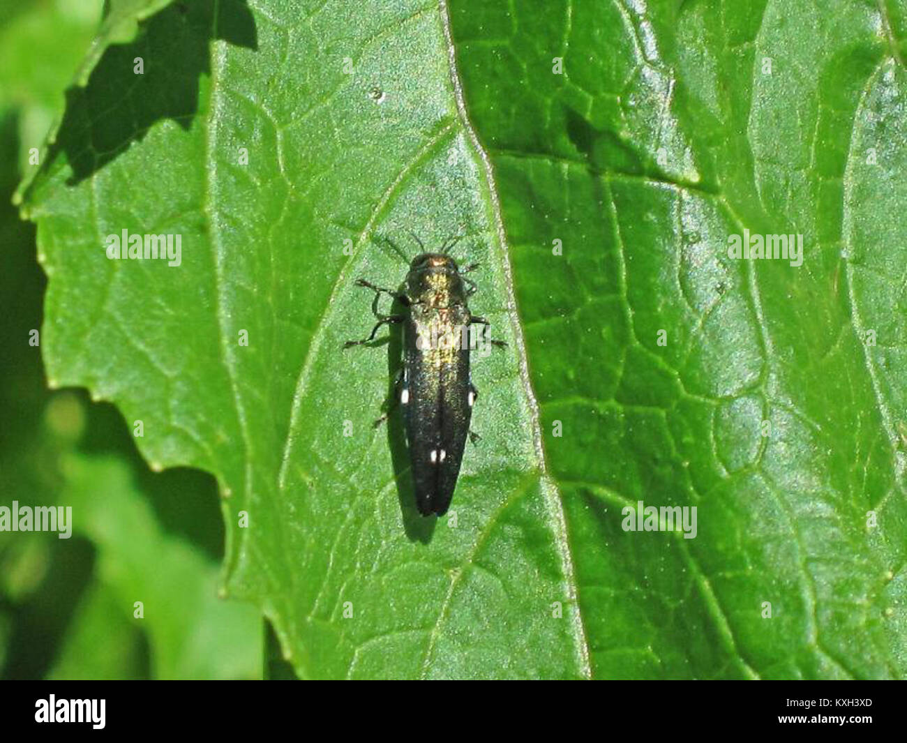 Agrilus sp hi-res stock photography and images - Alamy