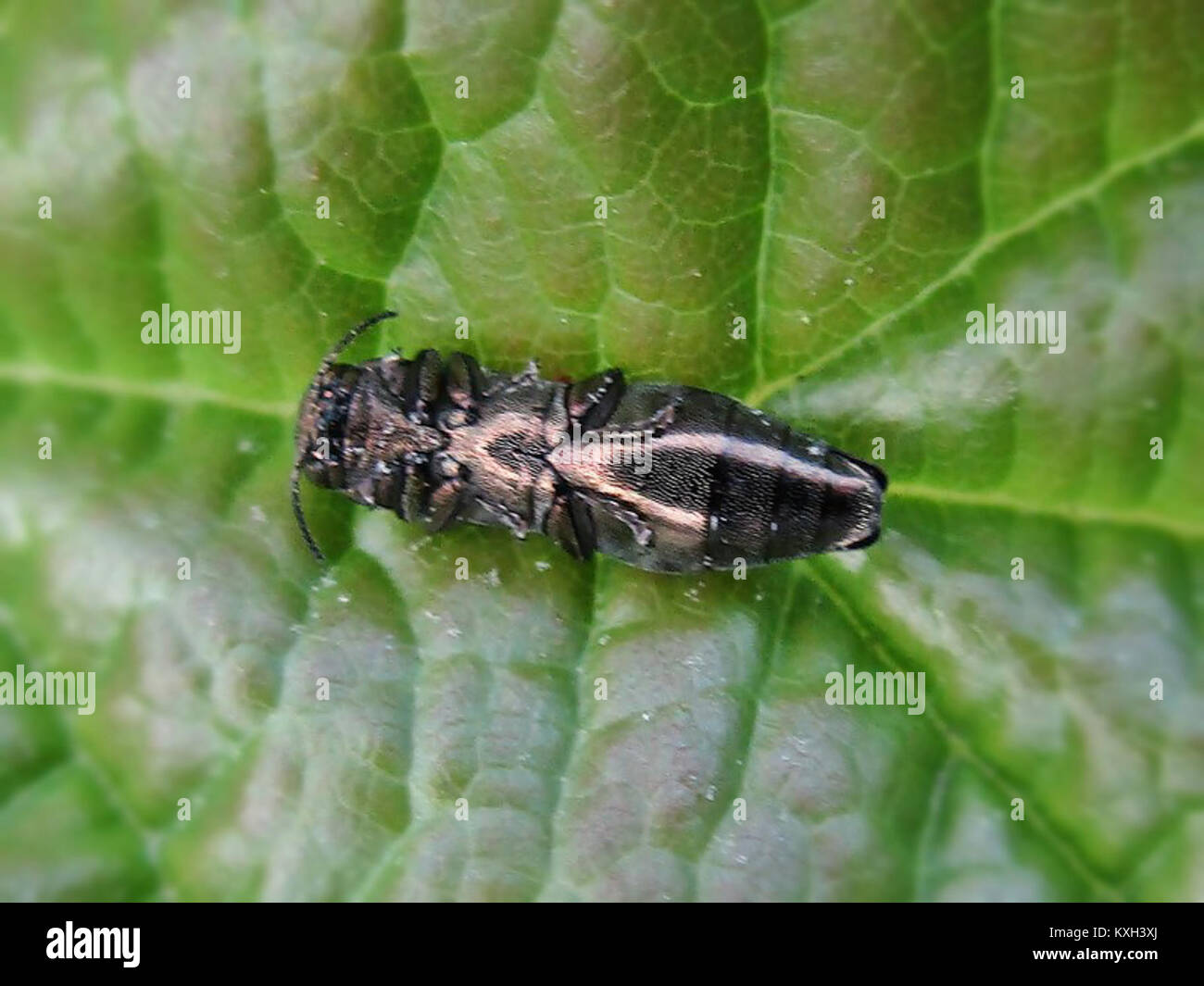 Agrilus spec. (Coleoptera sp.), Elst (Gld), the Netherlands - 3 Stock ...