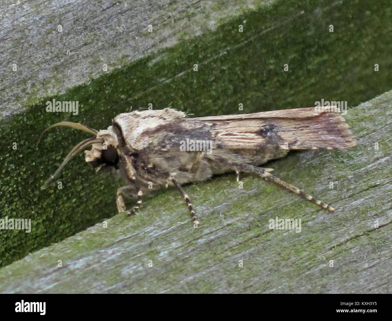 Shuttle Shaped Dart High Resolution Stock Photography and Images - Alamy