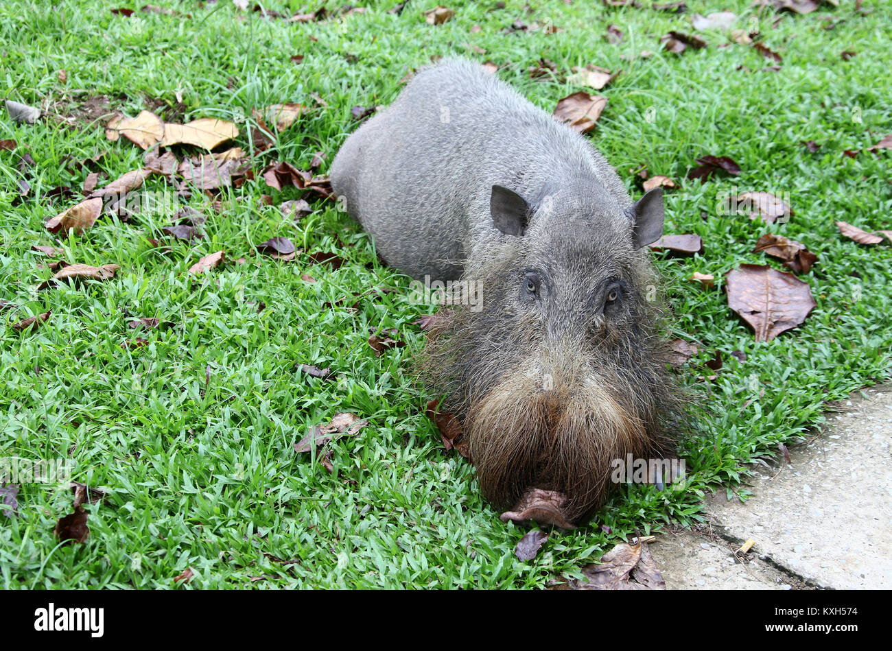 Bornean Bearded Pig at Bako National Park in Sarawak Stock Photo - Alamy