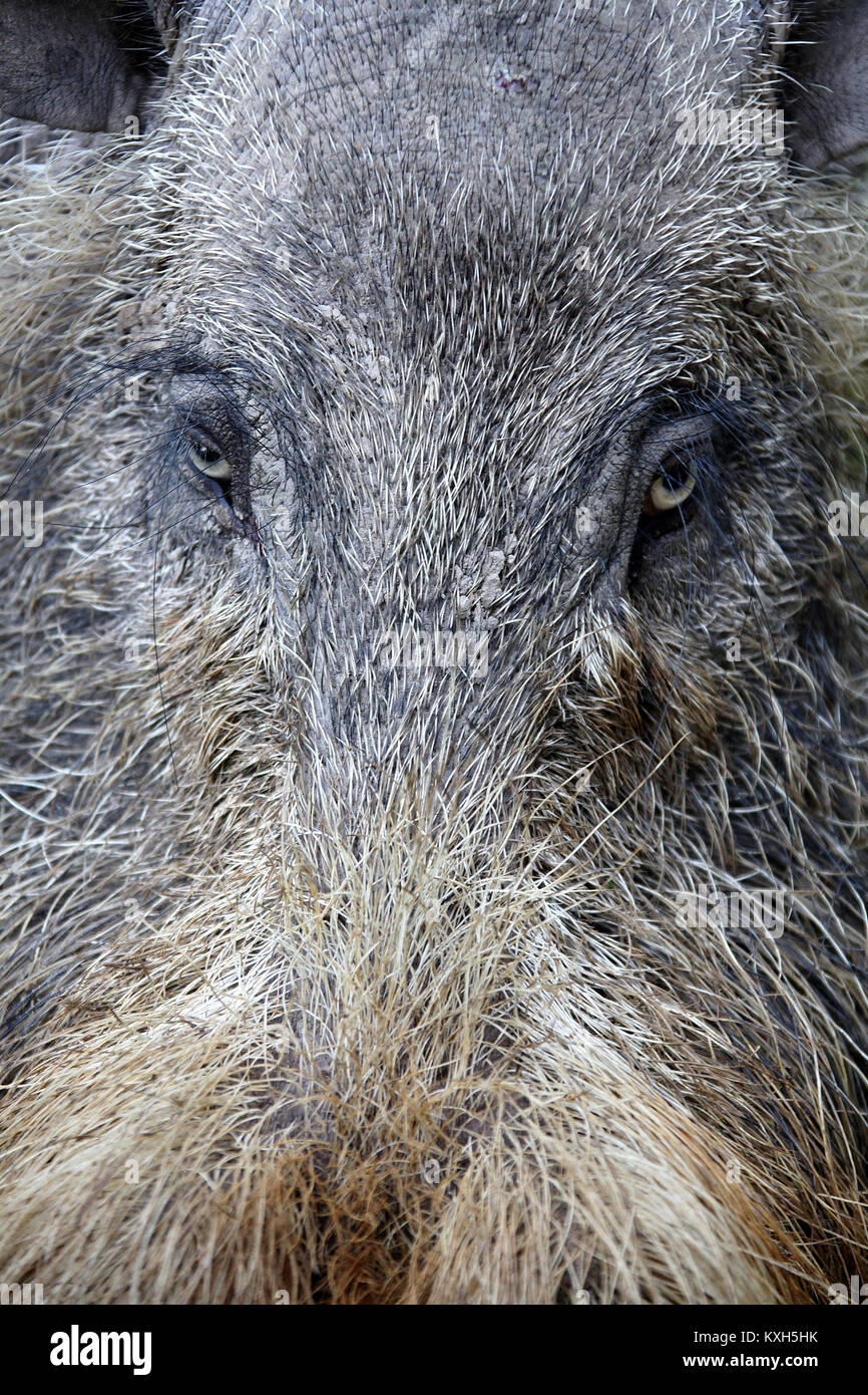 Jungle pig hi-res stock photography and images - Alamy