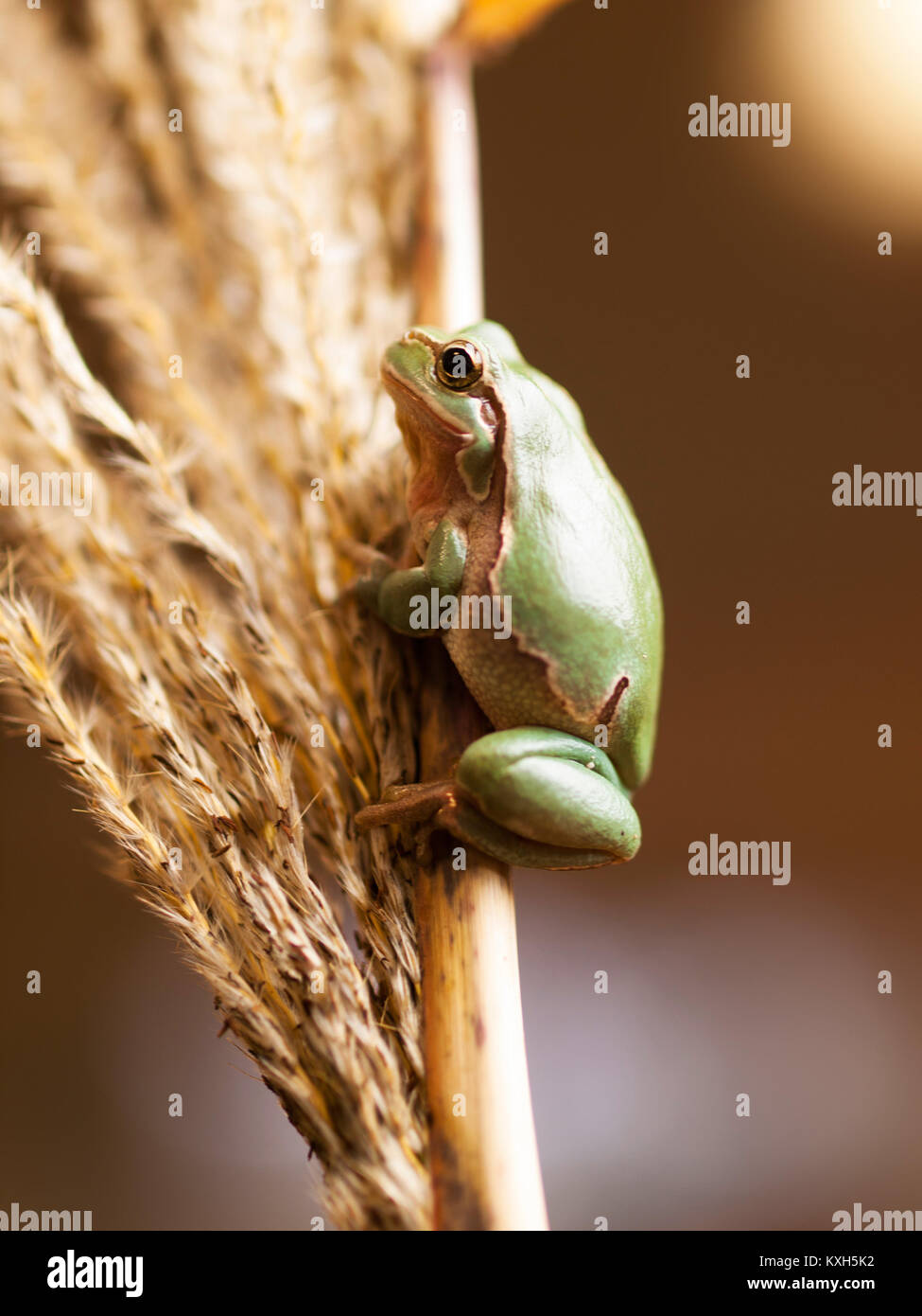 Tree climber frog hi-res stock photography and images - Alamy