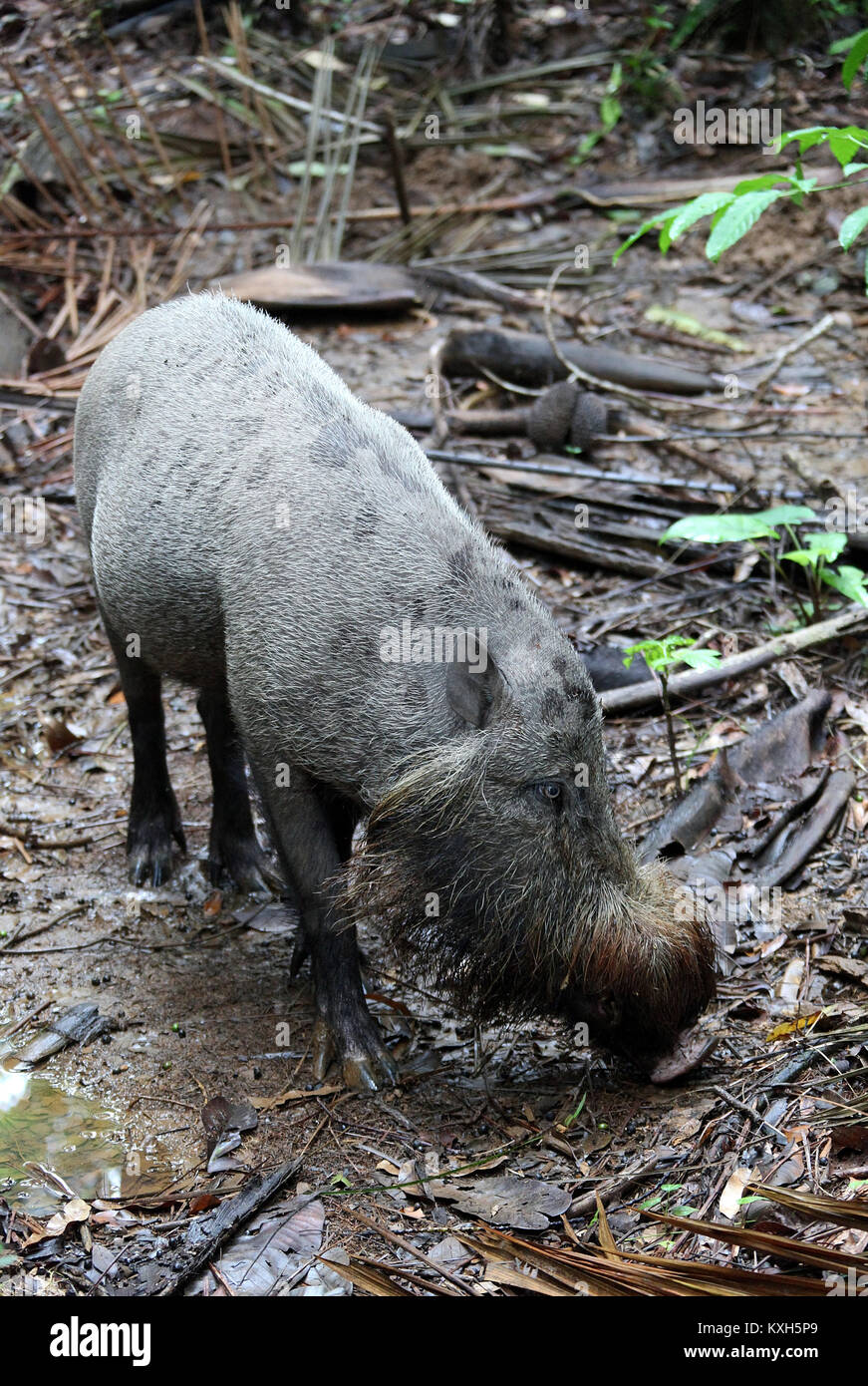 Bornean Bearded Pig at Bako National Park in Sarawak Stock Photo - Alamy
