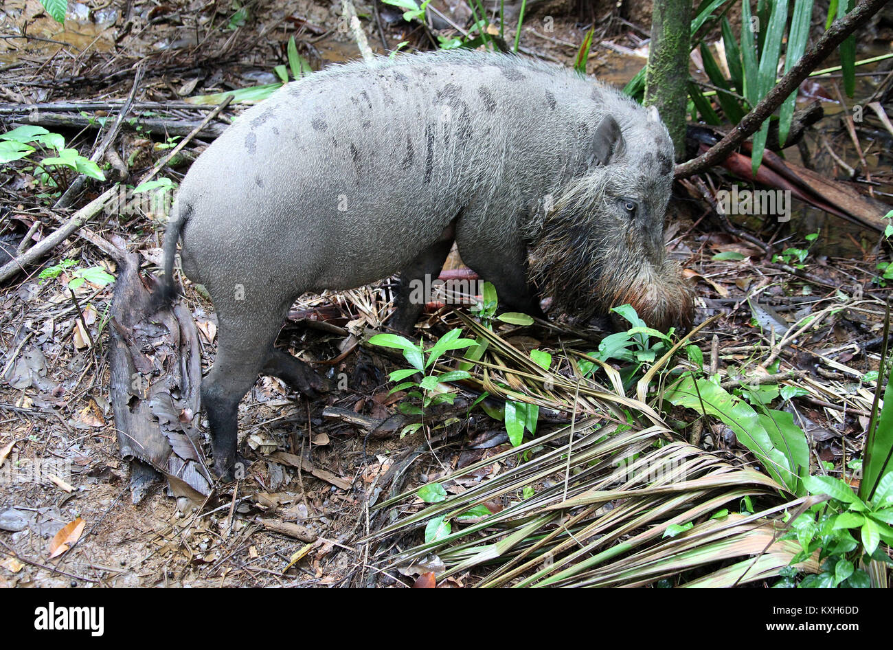 Bornean Bearded Pig at Bako National Park in Sarawak Stock Photo - Alamy