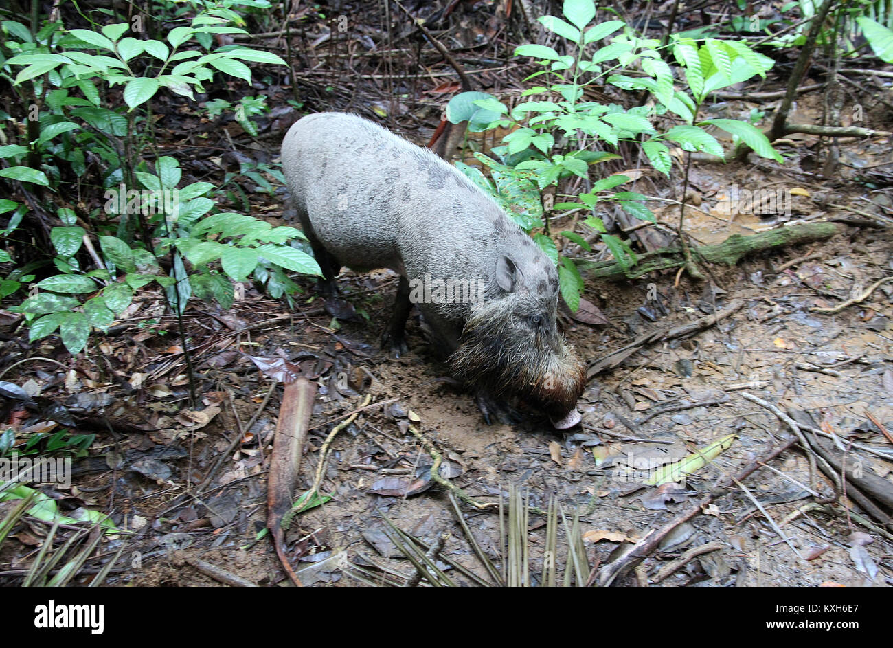 Bornean Bearded Pig at Bako National Park in Sarawak Stock Photo - Alamy