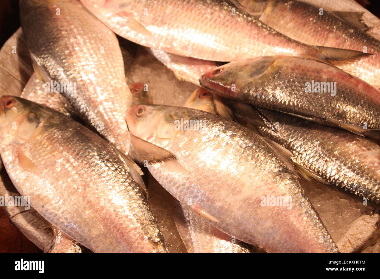 Hilsa shad hi-res stock photography and images - Alamy