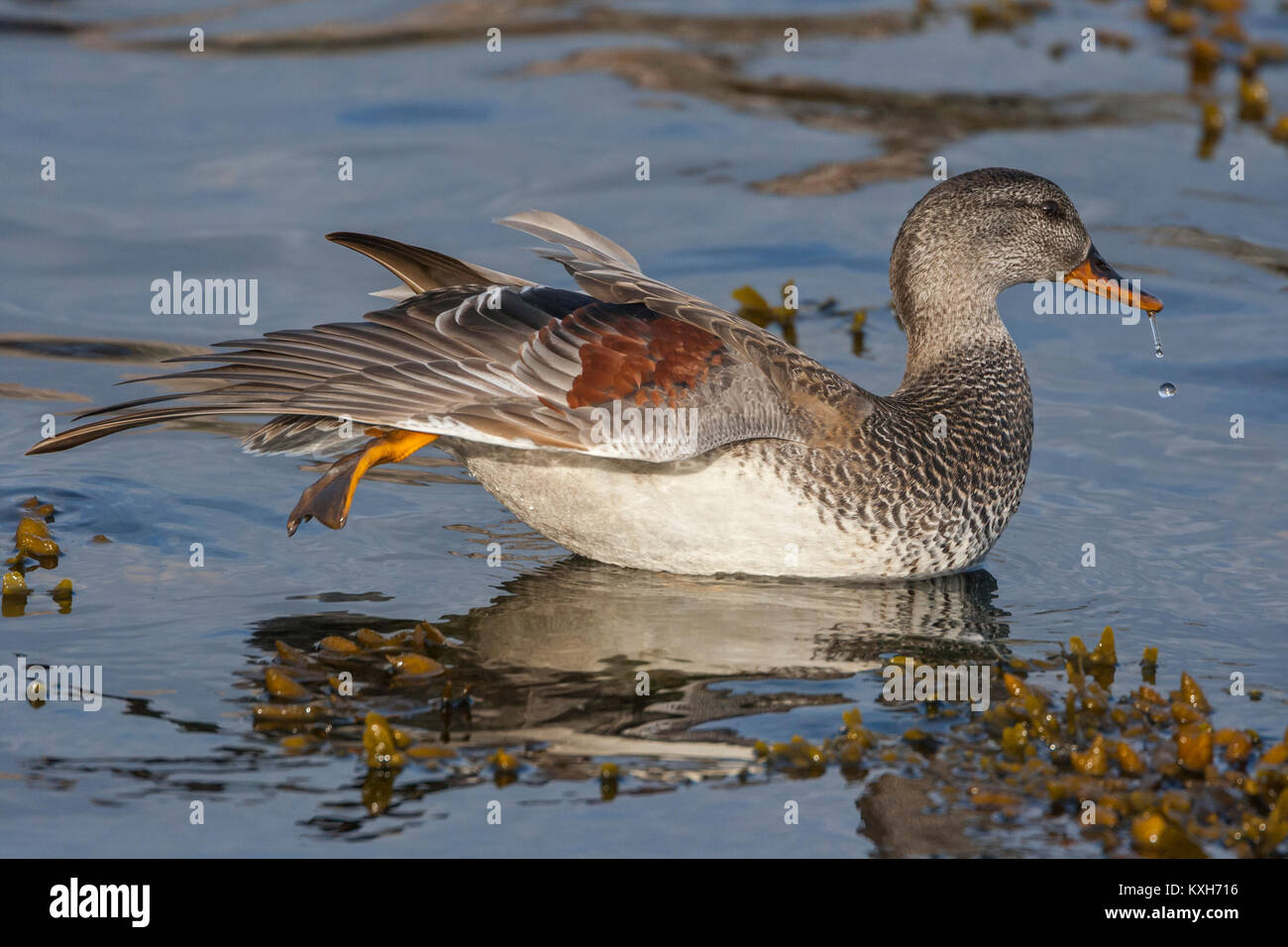 Gadwall (Anas strepera), male in breeding plumage stretches his wing ...