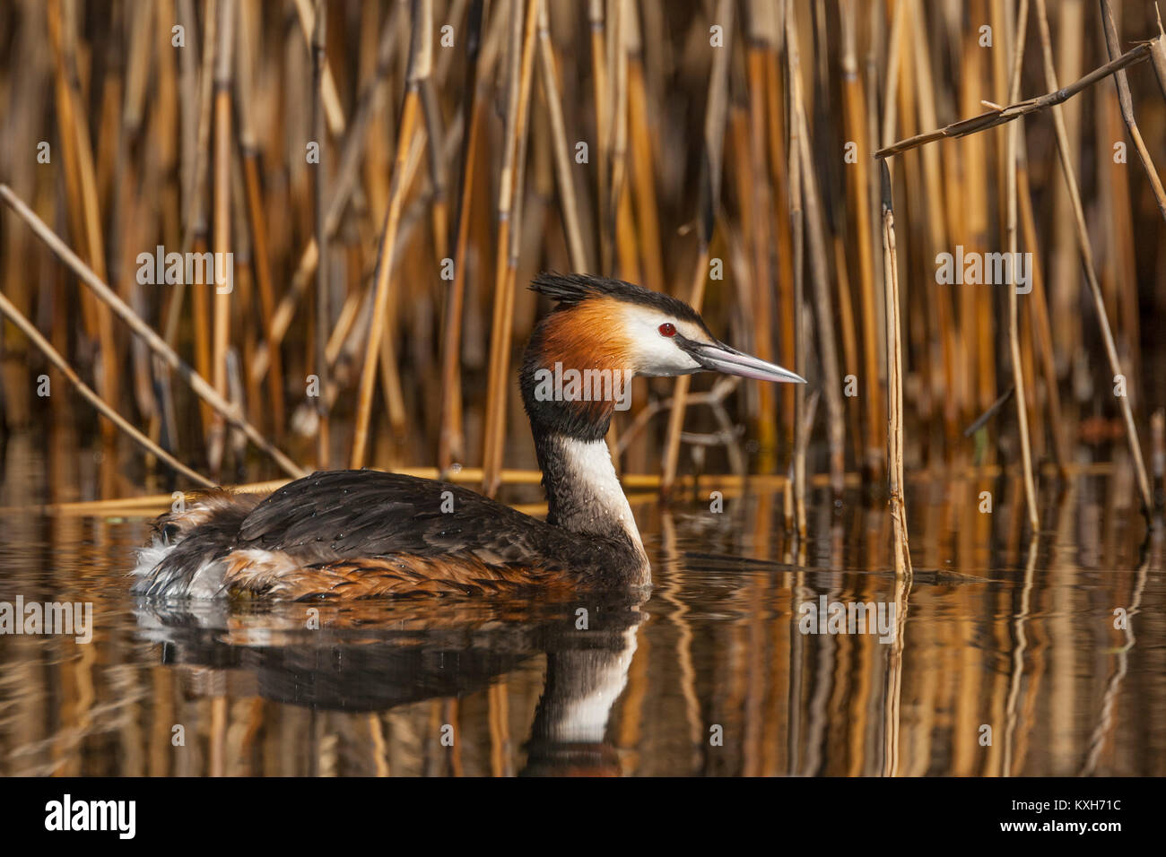 Great Crested Grebe (Podiceps cristatus) swimming in breeding plumage ...