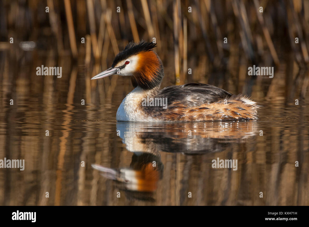 Great Crested Grebe (Podiceps cristatus) swimming in breeding plumage ...