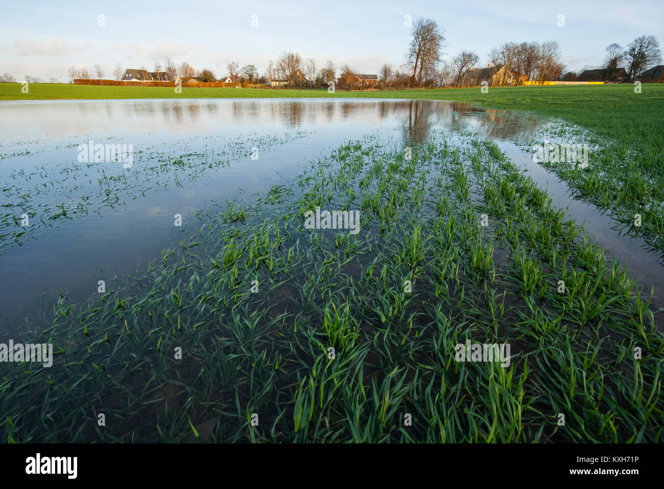 Wheat rain hi-res stock photography and images - Alamy