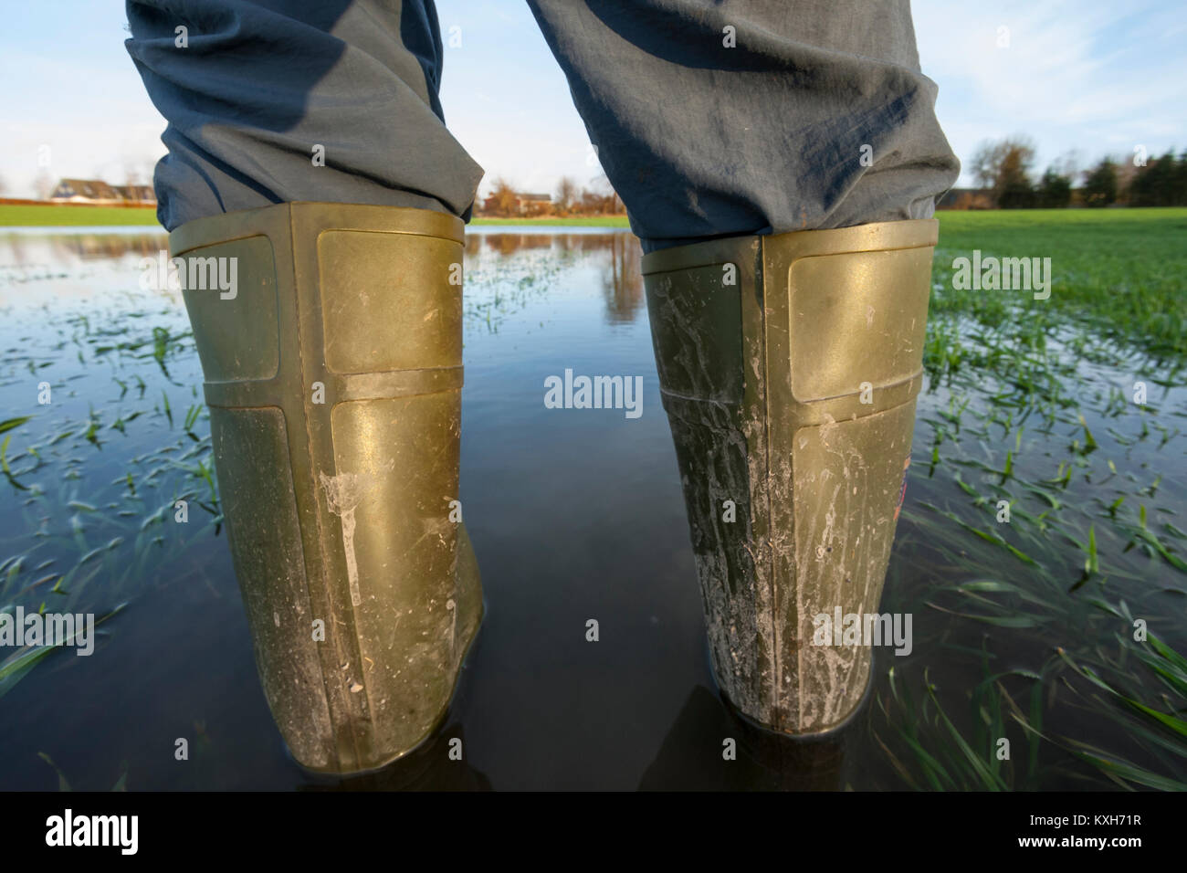 Rubber boots are on flooded wheat fields due to heavy rain Stock Photo ...