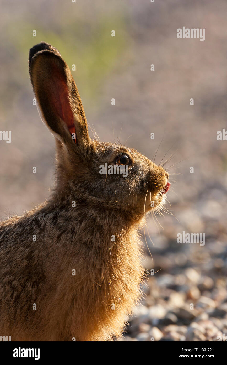 Sitting Common Hare (Lepus capensis) stick tounge out of its mouth ...