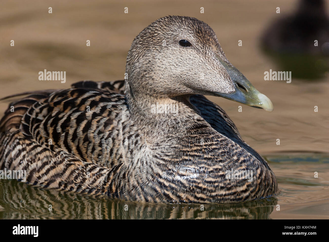 Common Eider, (Somateria mollissima) female, Anatidae Stock Photo - Alamy