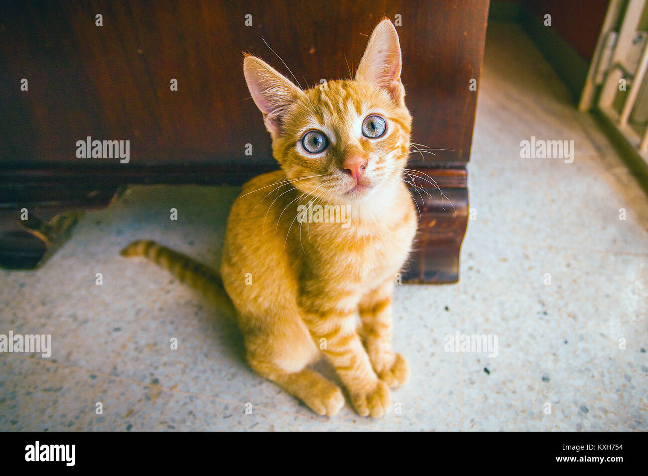 Cute ginger kitty staring at the camera Stock Photo - Alamy