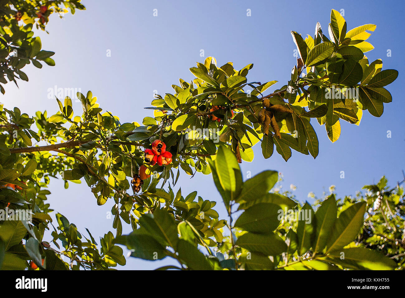 Ackee Jamaican fruit growing on the tree Stock Photo - Alamy