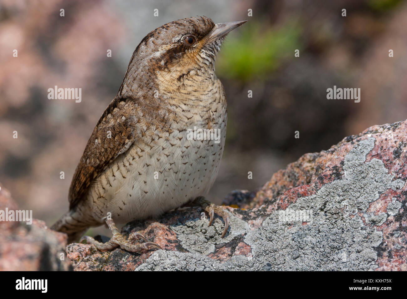 Wryneck (Jynx torquilla) stands on the ground Stock Photo - Alamy