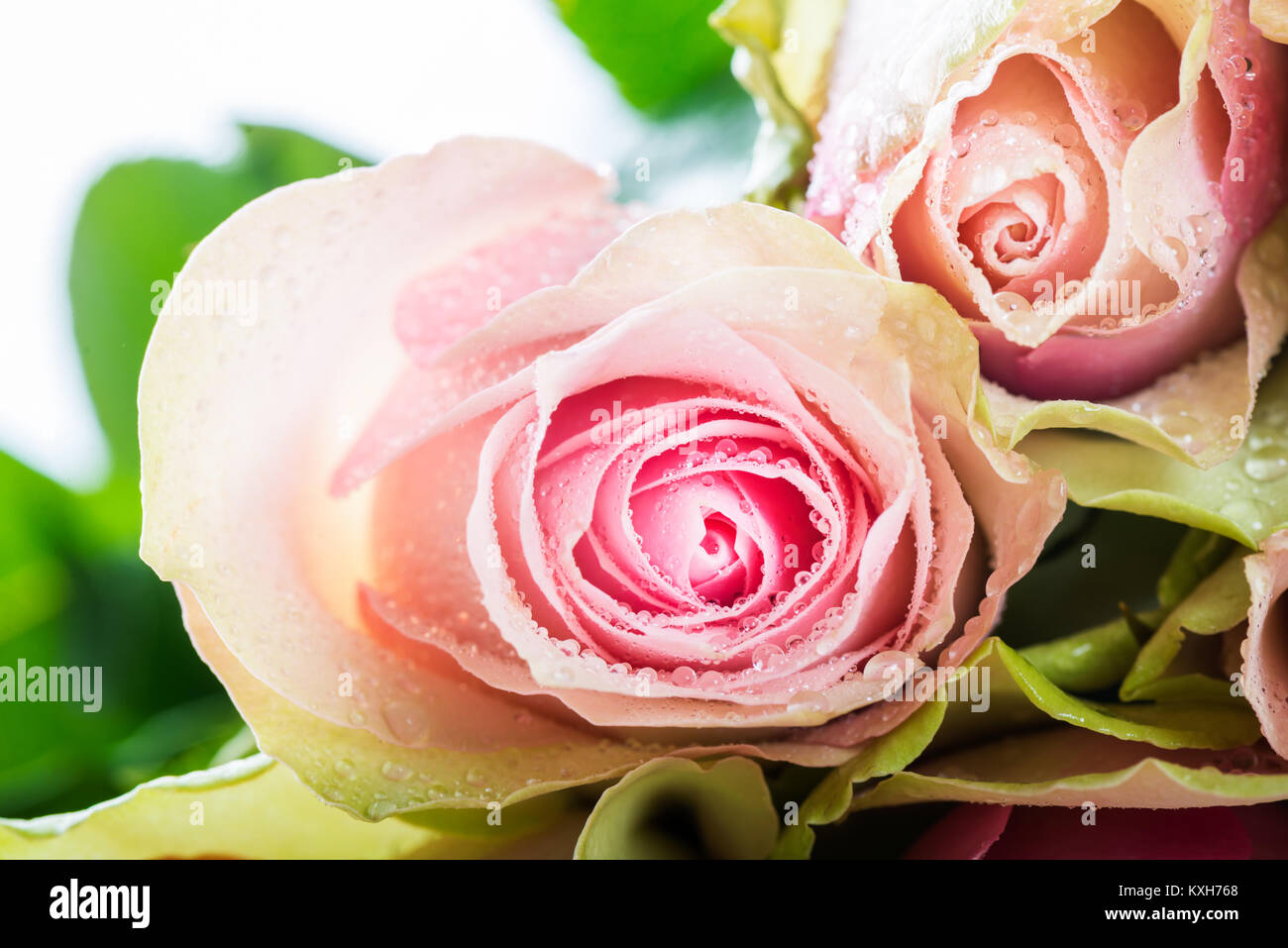 Close up of Beautiful bunch of two colored roses with water drops on ...