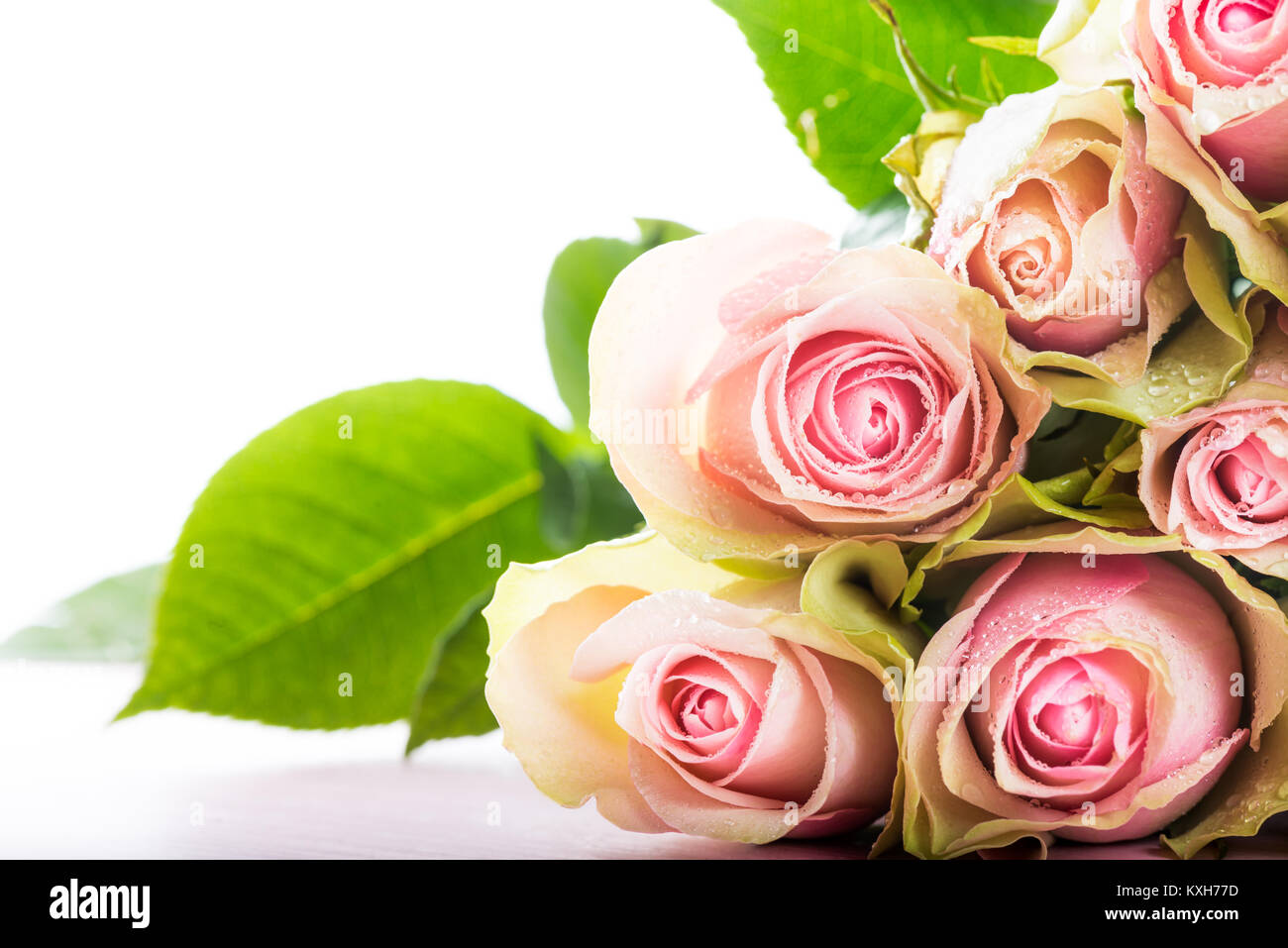Close up of Beautiful bunch of two colored roses with water drops on ...