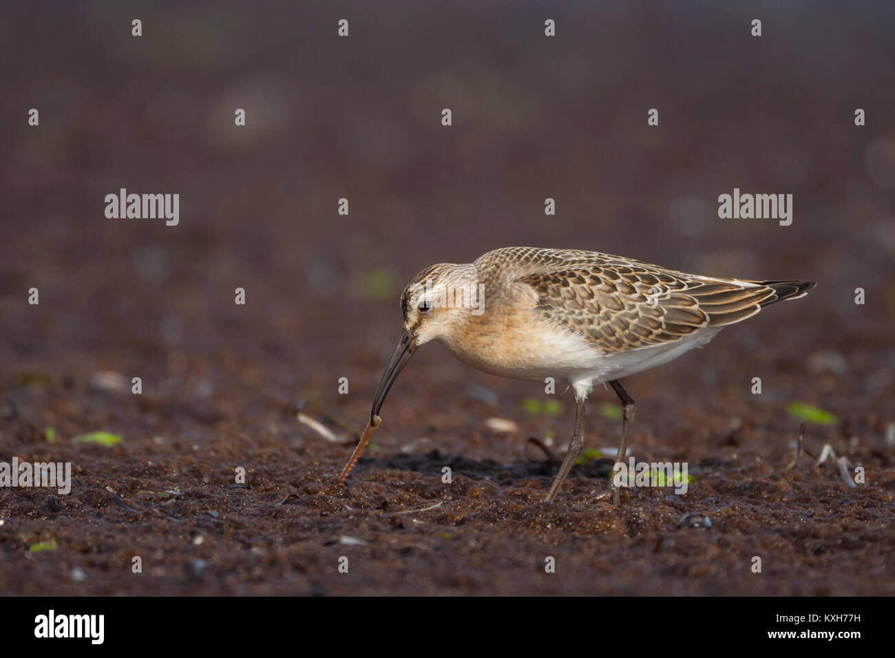 Curlew Sandpiper (Calidris ferruginea) juvenile eating a sandworm Stock ...