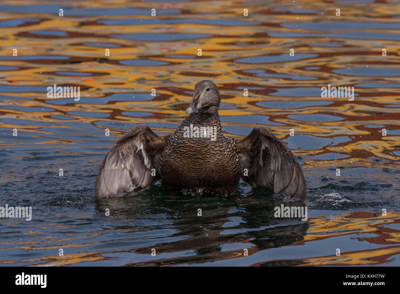 Common Eider, (Somateria mollissima) female flapping its wings after ...
