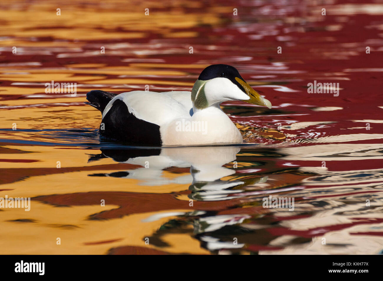 Common Eider, (Somateria mollissima) male swimming in yellow and red ...