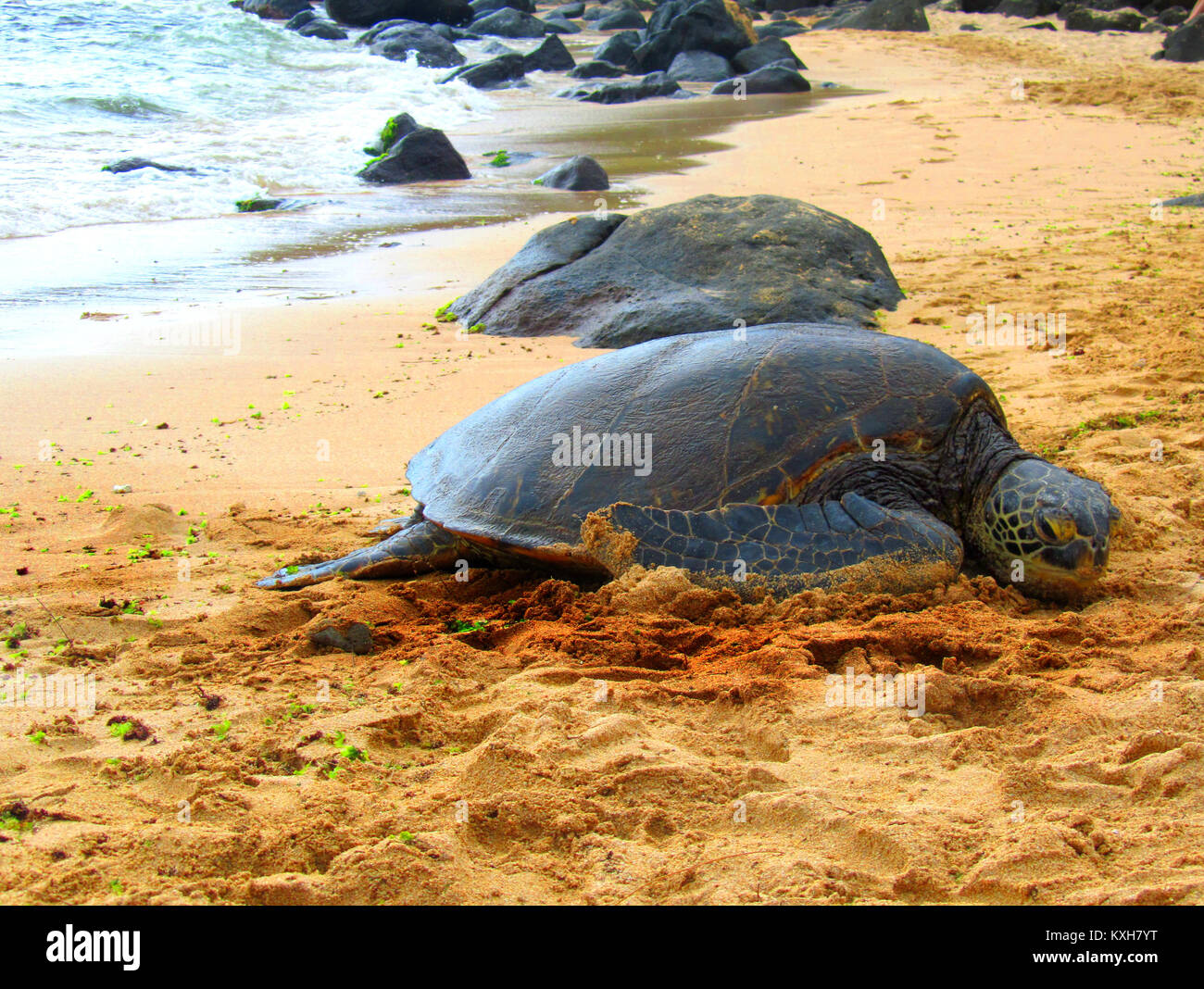 Basking Sea Turtle Stock Photo - Alamy