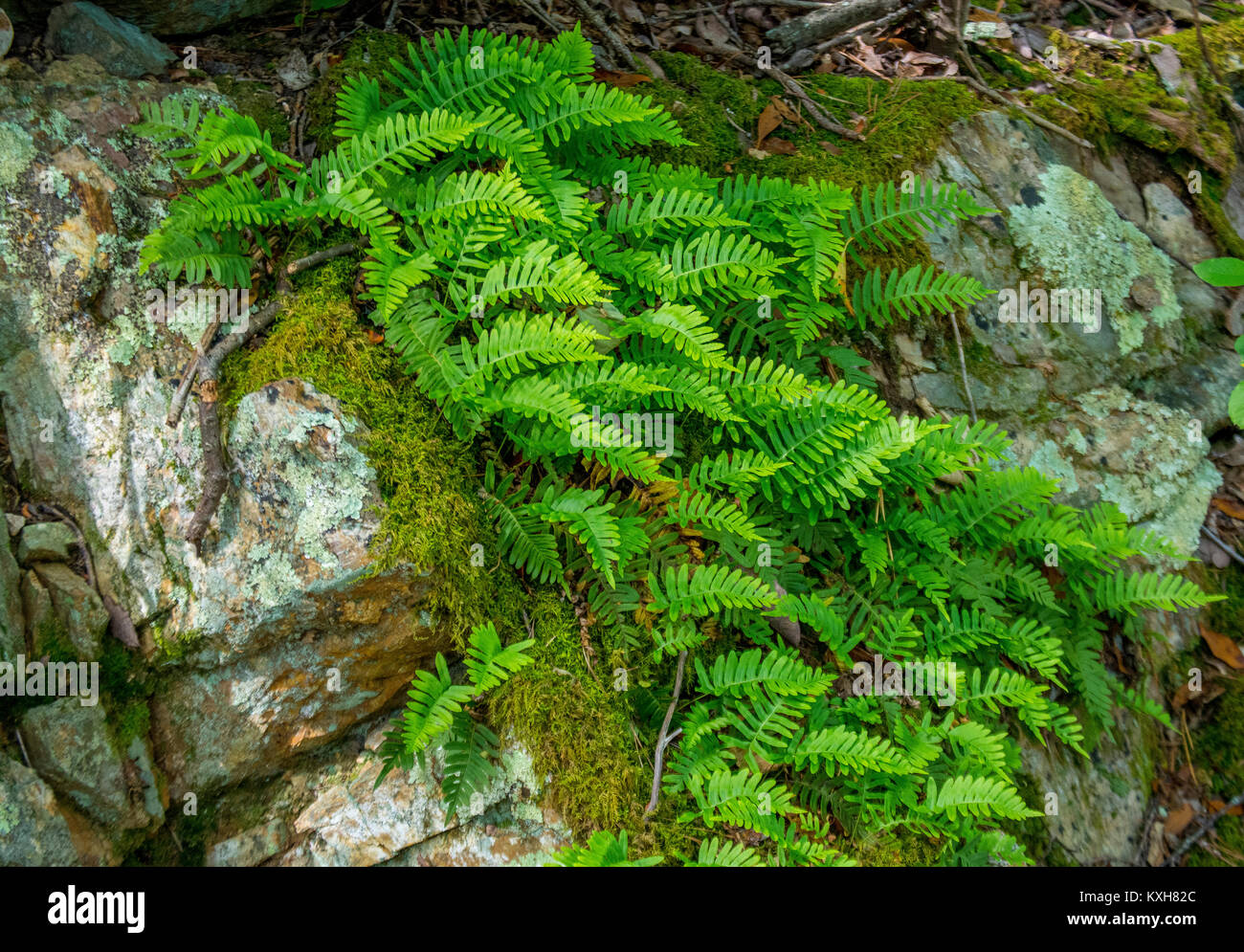 Polypody fern growing hi-res stock photography and images - Alamy