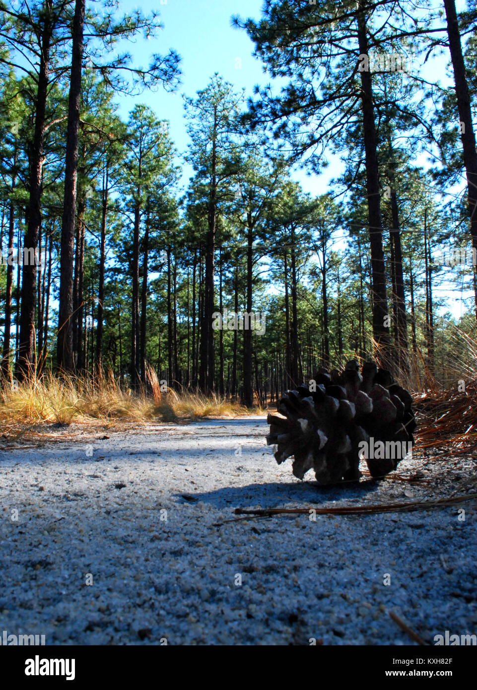 Longleaf pine trees hi-res stock photography and images - Alamy