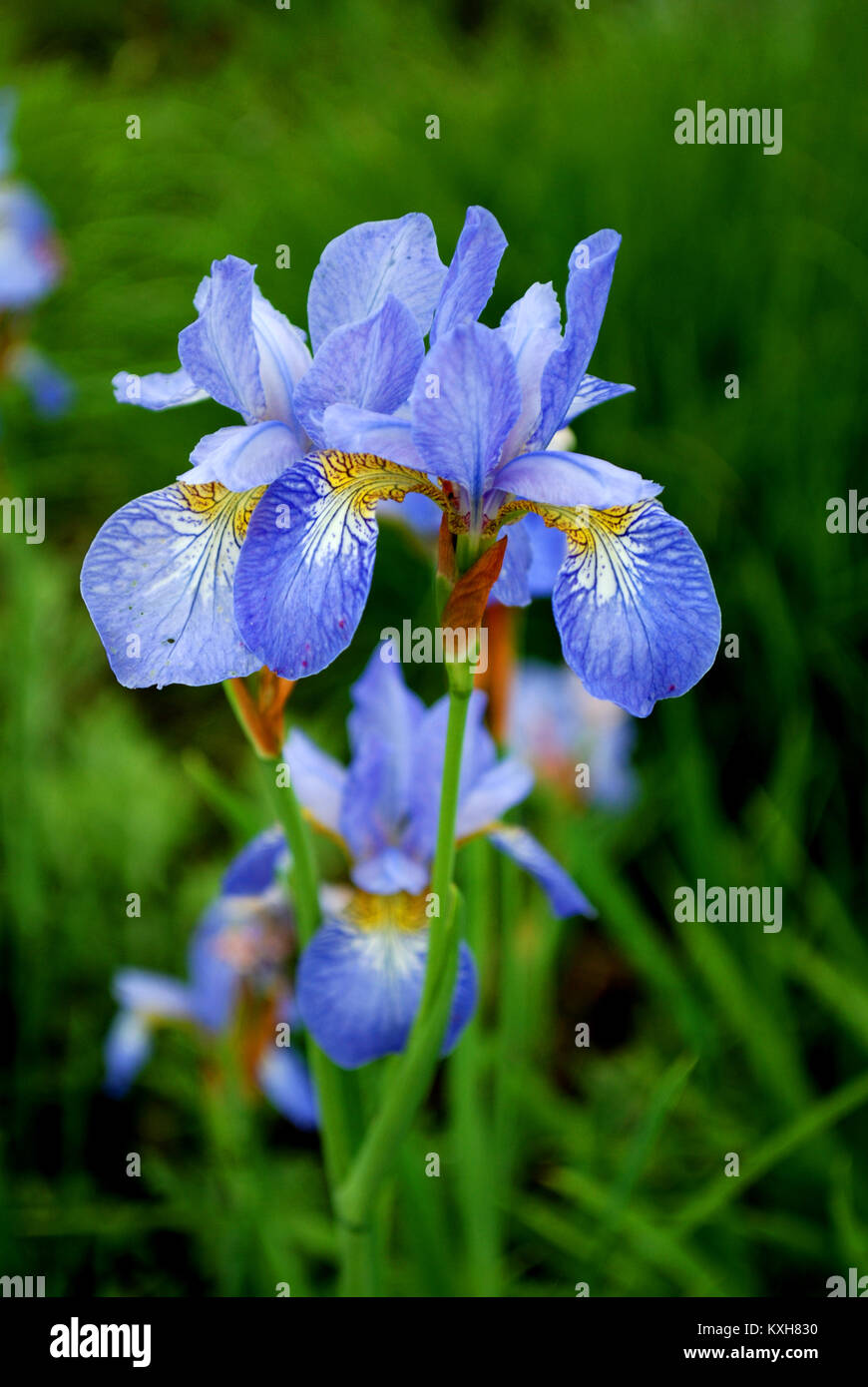 Cultivated Blue Iris Variety Stock Photo - Alamy