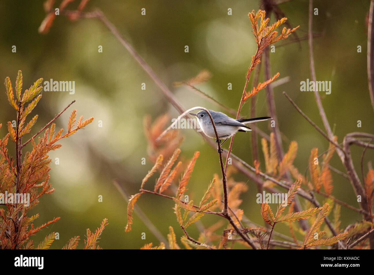 Grey catbird Dumetella carolinensis perches on a tree in Naples ...