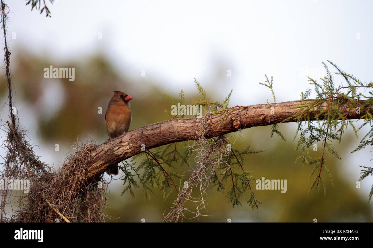 Female brown and red Northern cardinal bird Cardinalis cardinalis ...