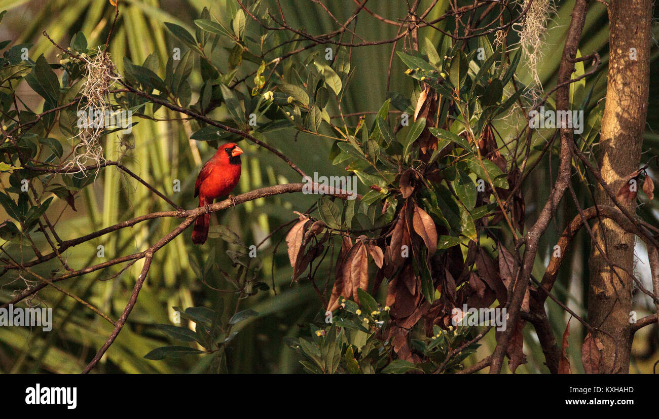 Male red Northern cardinal bird Cardinalis cardinalis perches on a tree ...